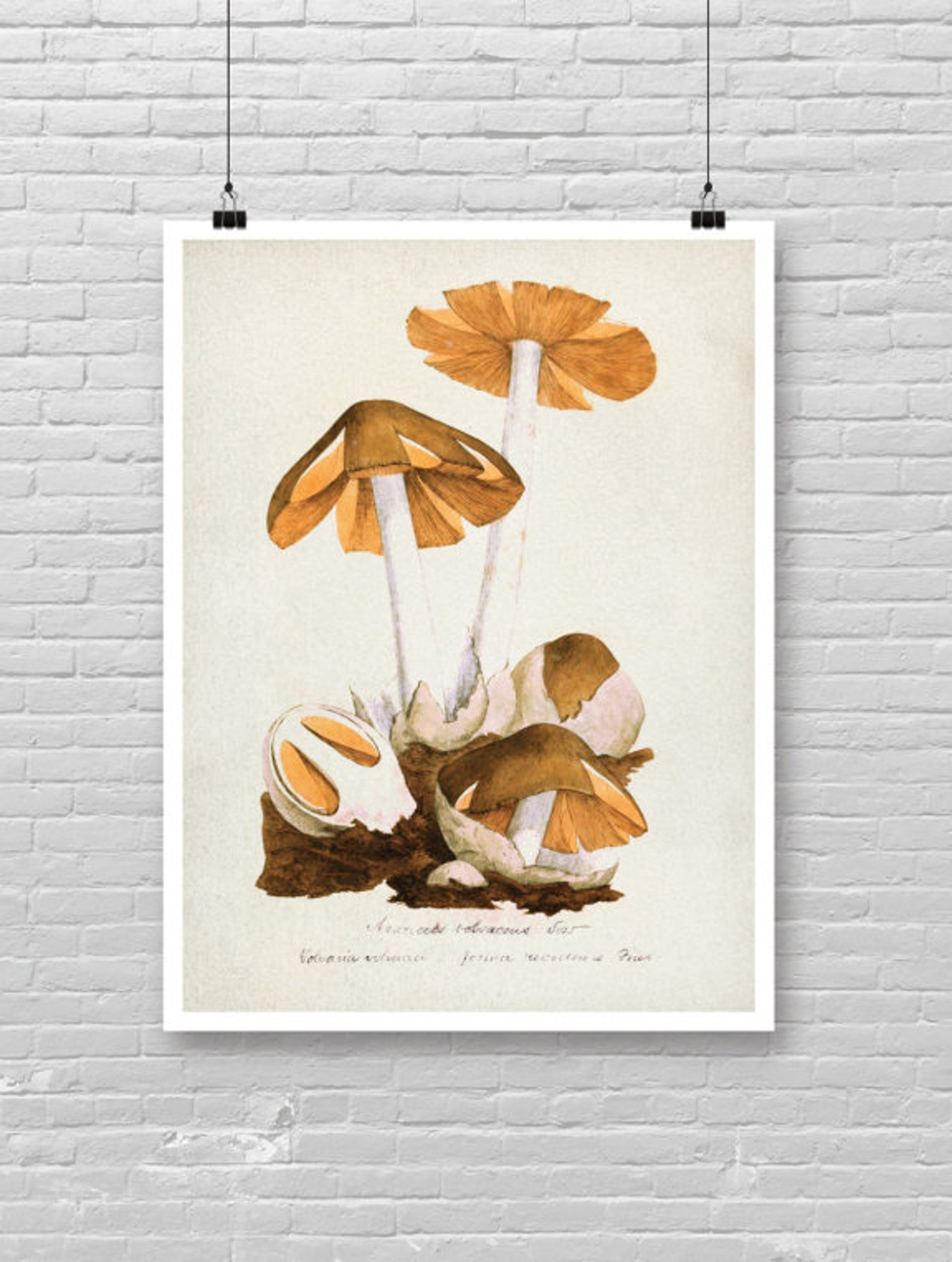 3 Botanical Antique Fungi Poster Set Vintage Mushroom 3 Print - Etsy