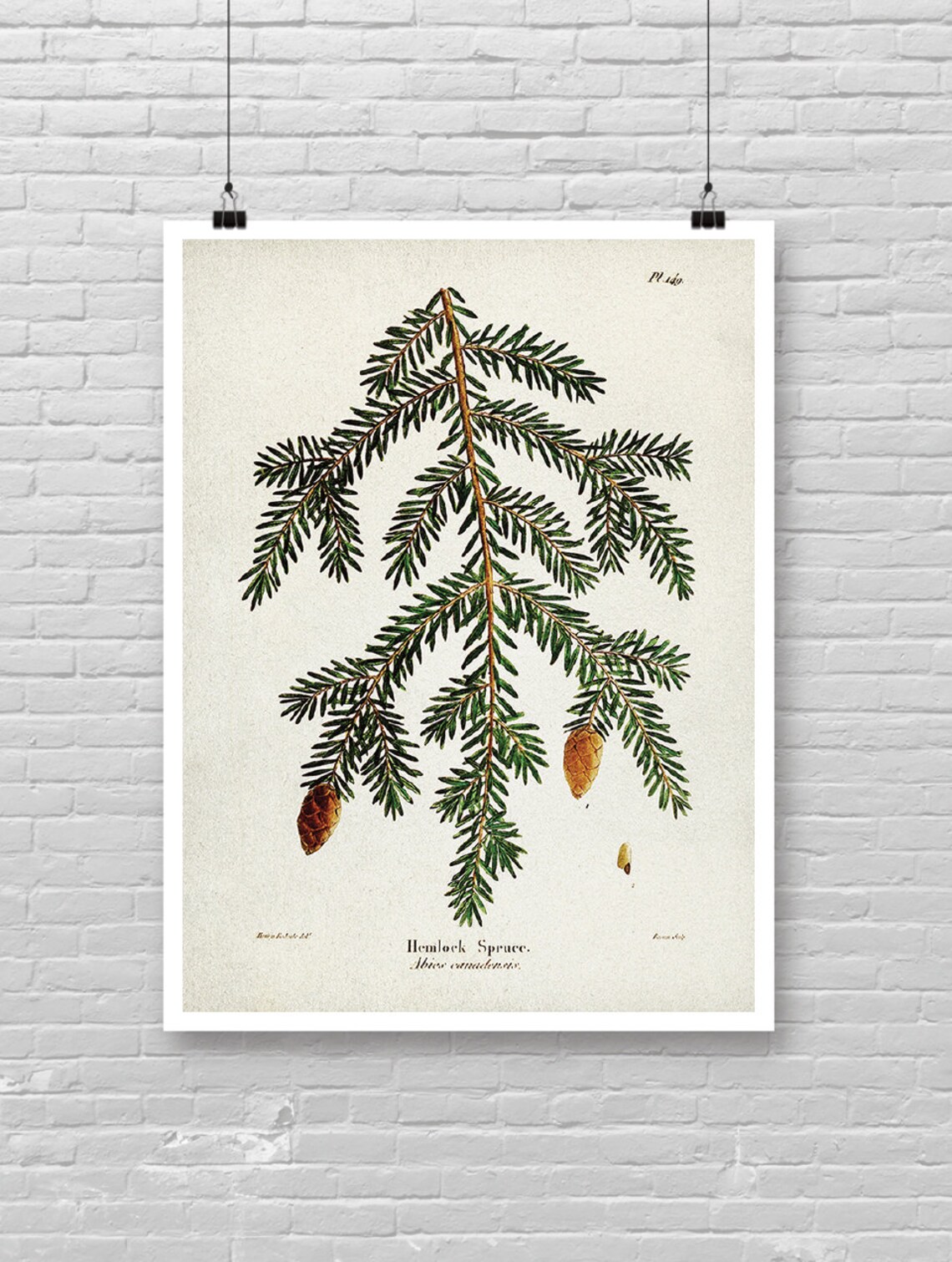 SPRUCE Print, Tree Art Poster, Hemlock Spruce Print, Botanical Spruce ...