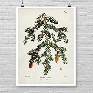 SPRUCE Print, Tree Art Poster, Hemlock Spruce Print, Botanical Spruce ...