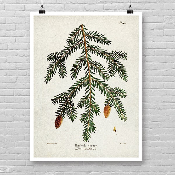 Hemlock Tree - Etsy
