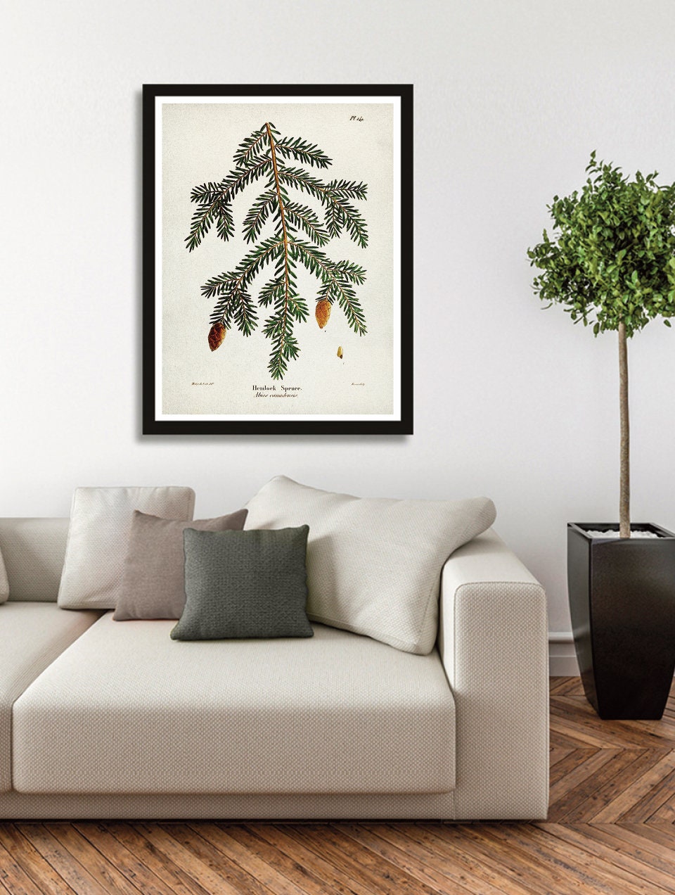 SPRUCE Print, Tree Art Poster, Hemlock Spruce Print, Botanical Spruce ...