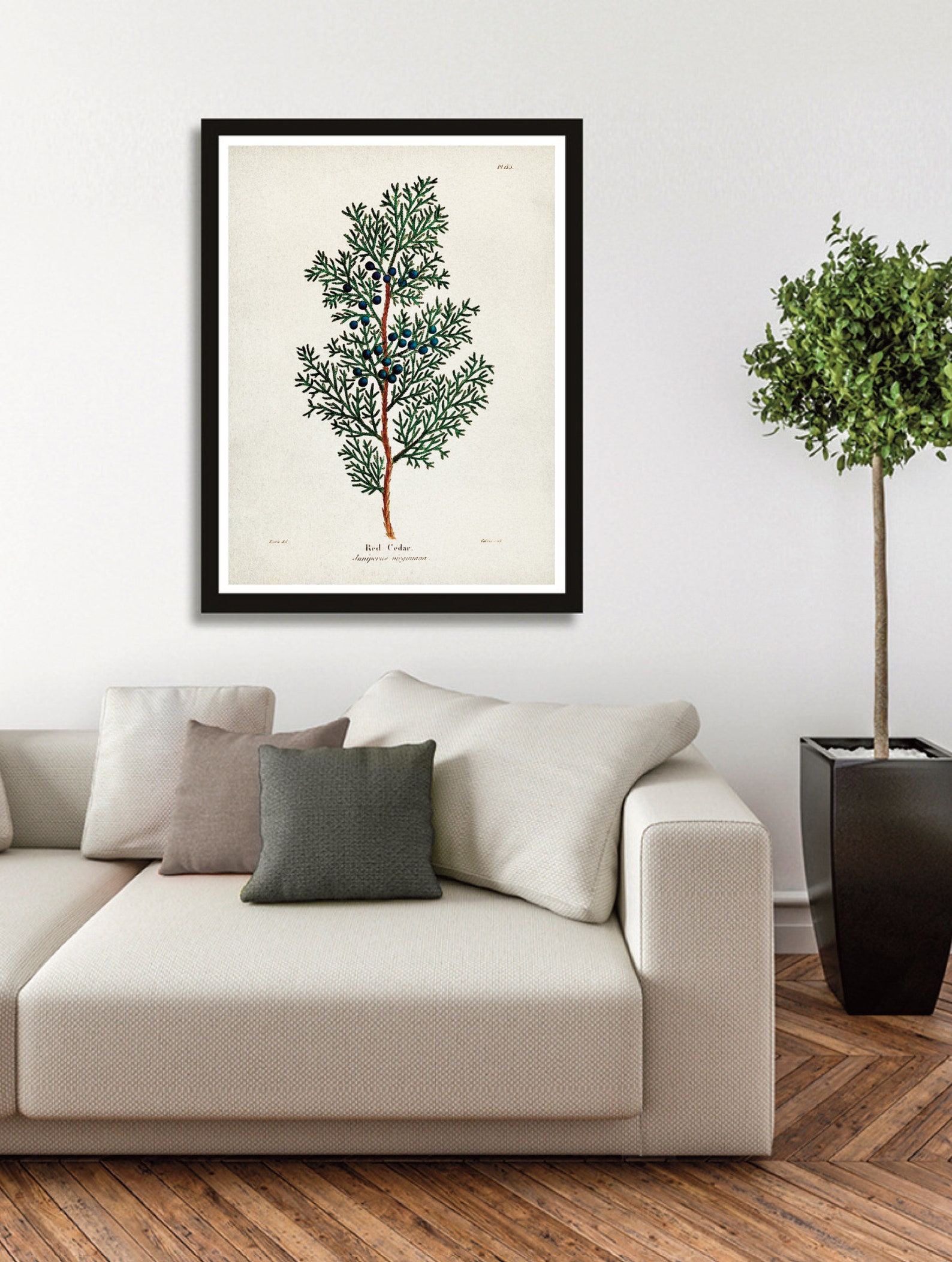 TREES 6 Poster Set, Vintage Tree Art Posters, Vintage Coniferous Trees ...