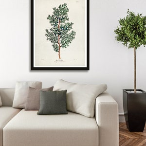 TREES 6 Poster Set, Vintage Tree Art Posters, Vintage Coniferous Trees ...