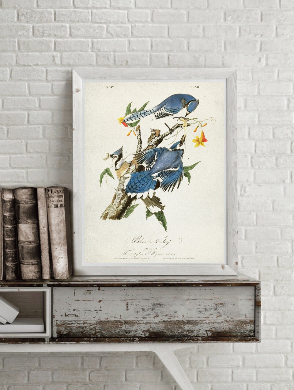 Vintage BIRDS 5 Poster Set, Bird Illustration Prints, Vintage Painting ...