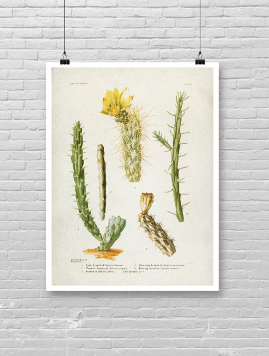 CACTUS Art Print, Cactus Poster Art, Vintage Cactus Art, Tropical ...