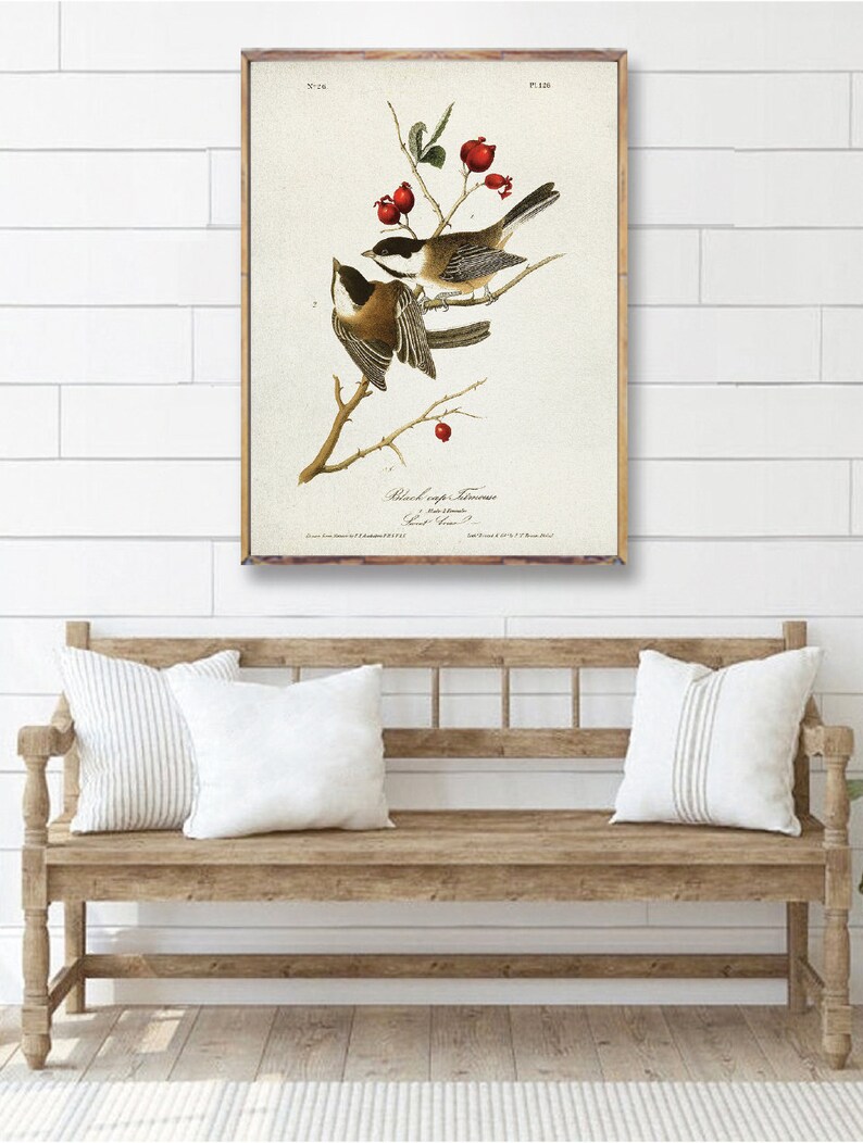 Black Cap Titmouse Bird Print, Vintage Chickadee Bird Poster, Vintage ...
