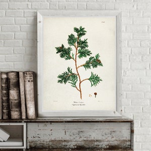 TREES 6 Poster Set, Vintage Tree Art Posters, Vintage Coniferous Trees ...