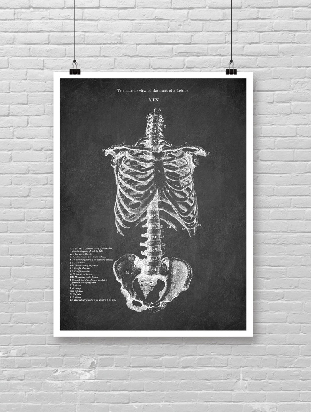 Anatomy Bones of the Trunk Poster, Skeleton Trunk Detail Chart Print ...