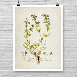 Vintage BOTANICAL 4 Print Set, Minimalist Botanical 4 Poster Set, Blue ...
