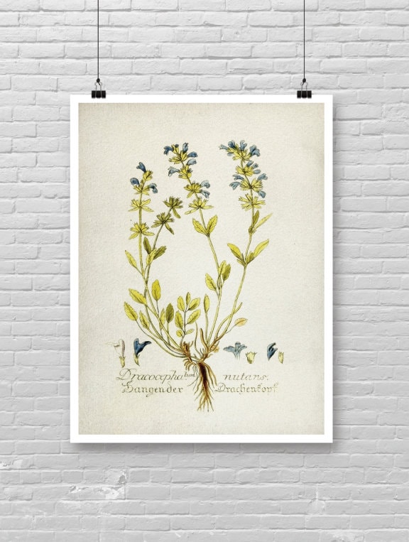 Vintage BOTANICAL 4 Print Set Minimalist Botanical Posters - Etsy