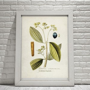 Cinnamon Botanical Print, Vintage Botanical Blue Art, Watercolor ...
