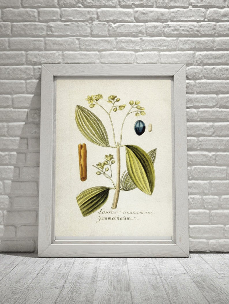 Cinnamon Botanical Print, Vintage Botanical Blue Art, Watercolor ...