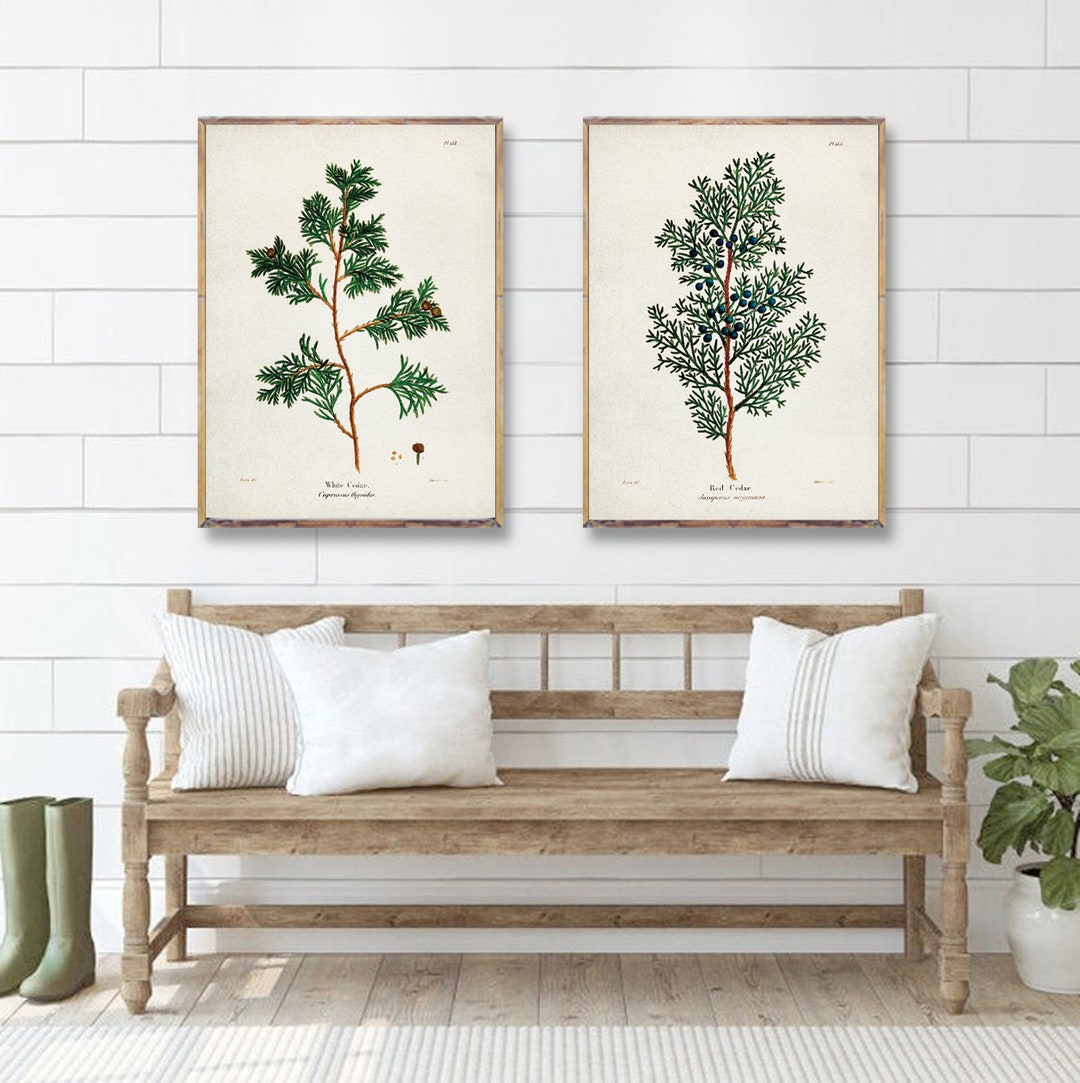 CEDARS Duo Thuja Prints Tree Art Posters, White Cedar Red Cedar ...