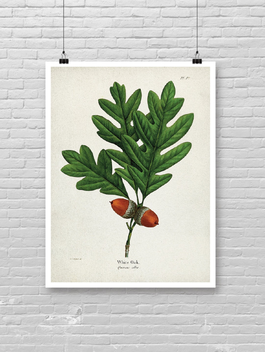 WHITE OAK Print, Tree Art Poster, Botanical Vintage Art, White Oak ...