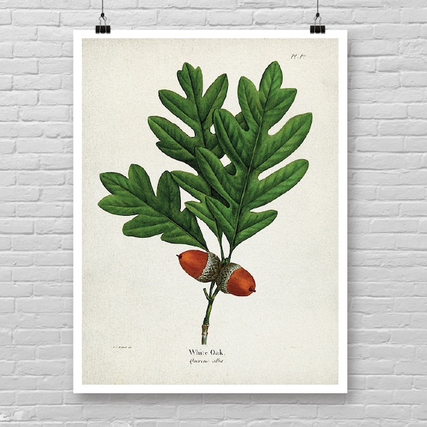 Oak Tree Print - Etsy