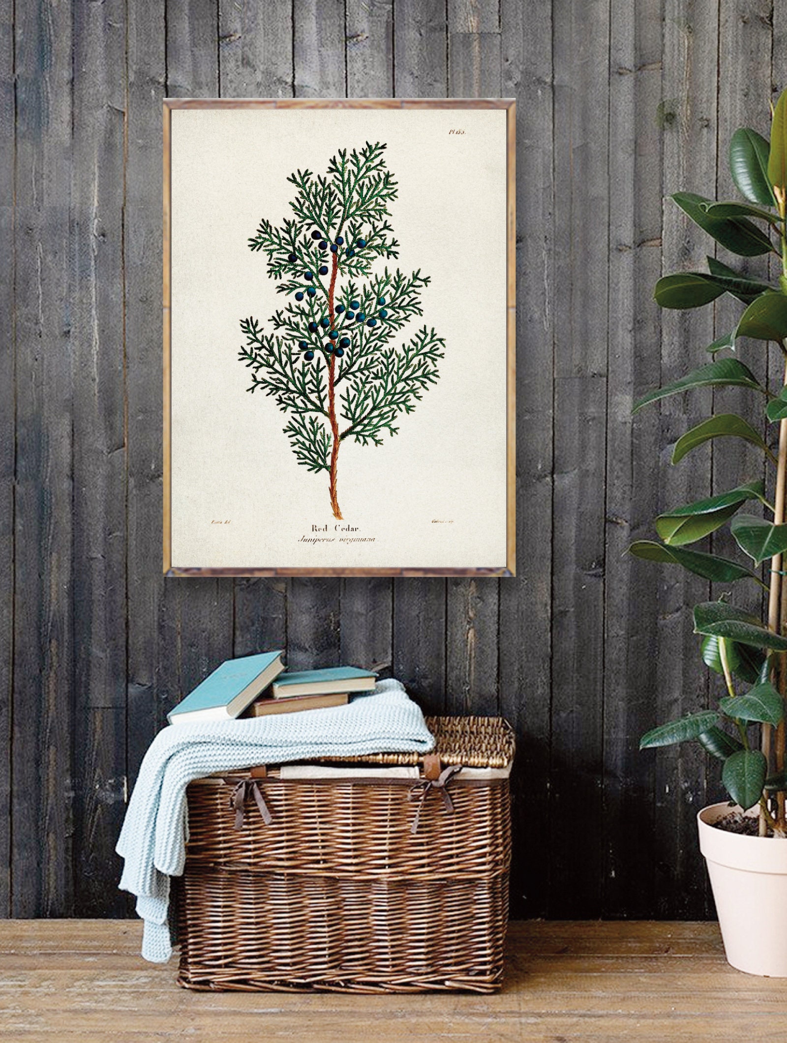 CEDARS Duo Thuja Prints Tree Art Posters White Cedar Red | Etsy