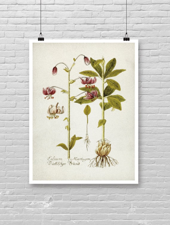Vintage pink Botanical Art Botanical wall decor Coral BOTANICAL poster ...
