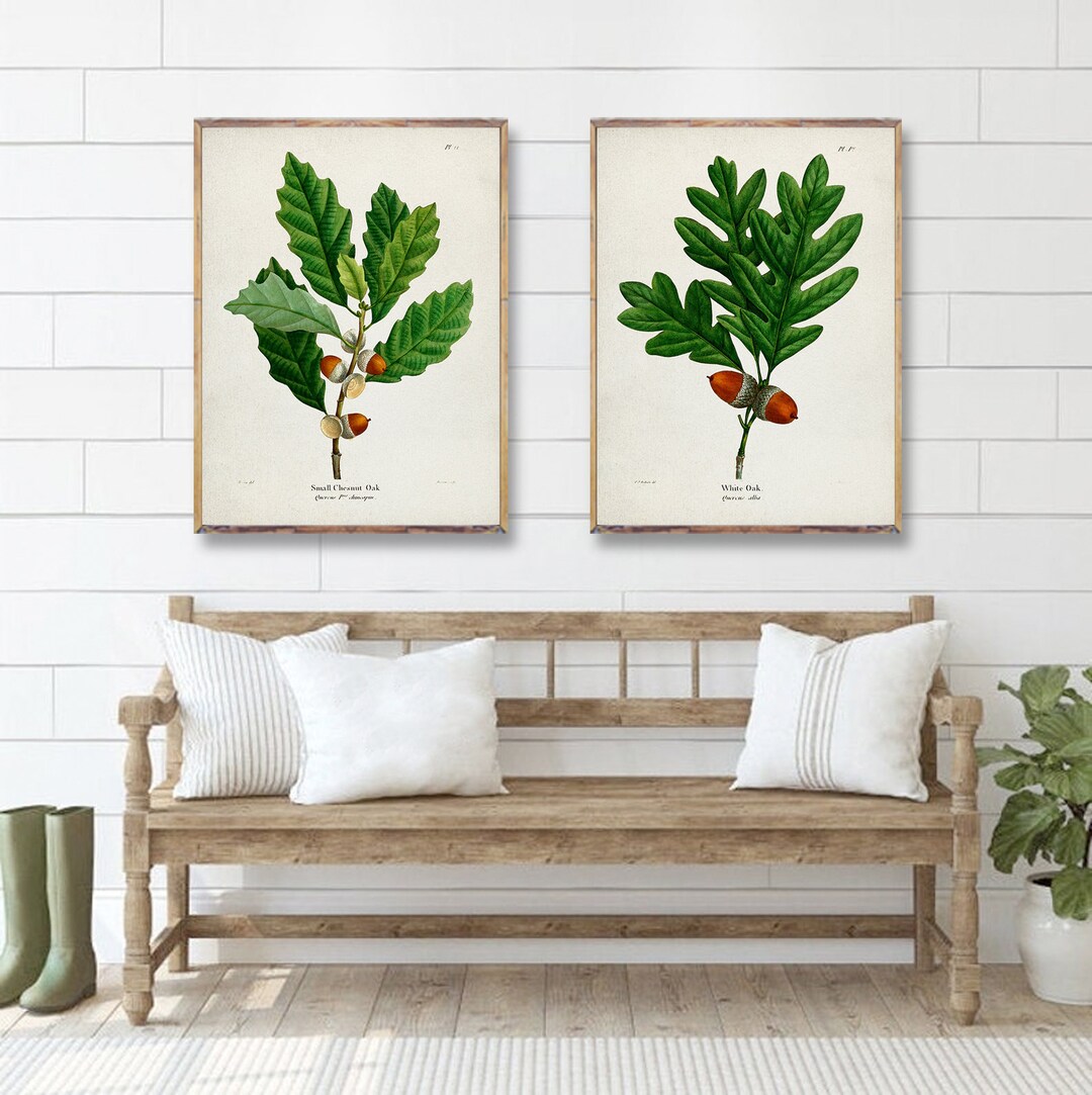 OAK TREES Duo Prints, Tree Art Posters, Vintage Chestnut Oak Art Print ...