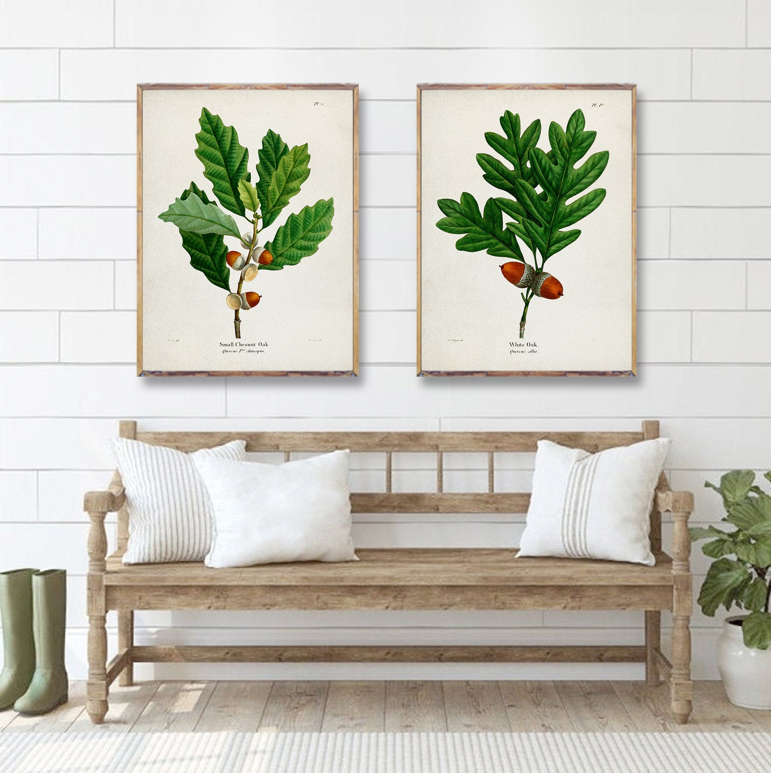 OAK TREES Duo Prints Tree Art Posters Vintage Chestnut Oak - Etsy