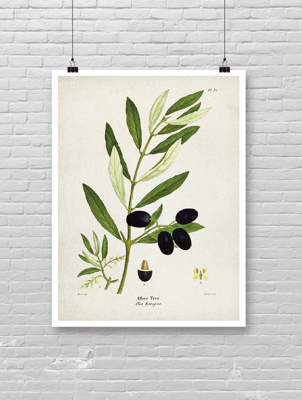 OLIVE TREE Print Botanical Vintage Olive Tree Poster Antique | Etsy