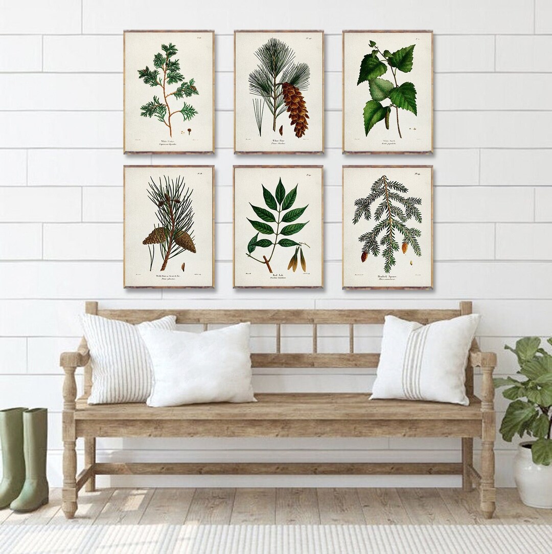 TREES 6 Poster Set, Vintage Tree Art Posters, Vintage Coniferous Trees ...