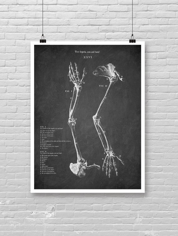 Disegno Del Braccio Scheletrico Braccio Scheletro Vettoriali,