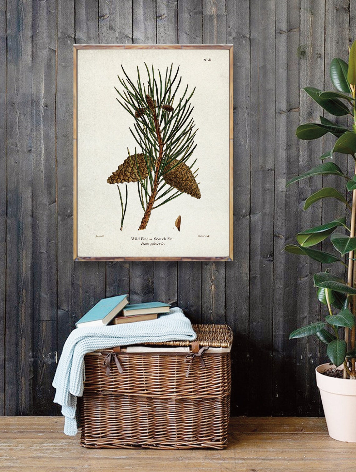 TREES 6 Poster Set Vintage Tree Art Posters Vintage | Etsy