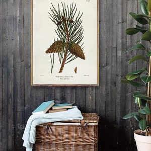 TREES 6 Poster Set, Vintage Tree Art Posters, Vintage Coniferous Trees ...