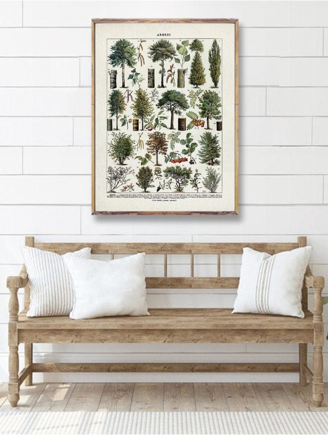 Vintage Tree Group Print, Encyclopedia Tree Poster, Tree Art Poster ...