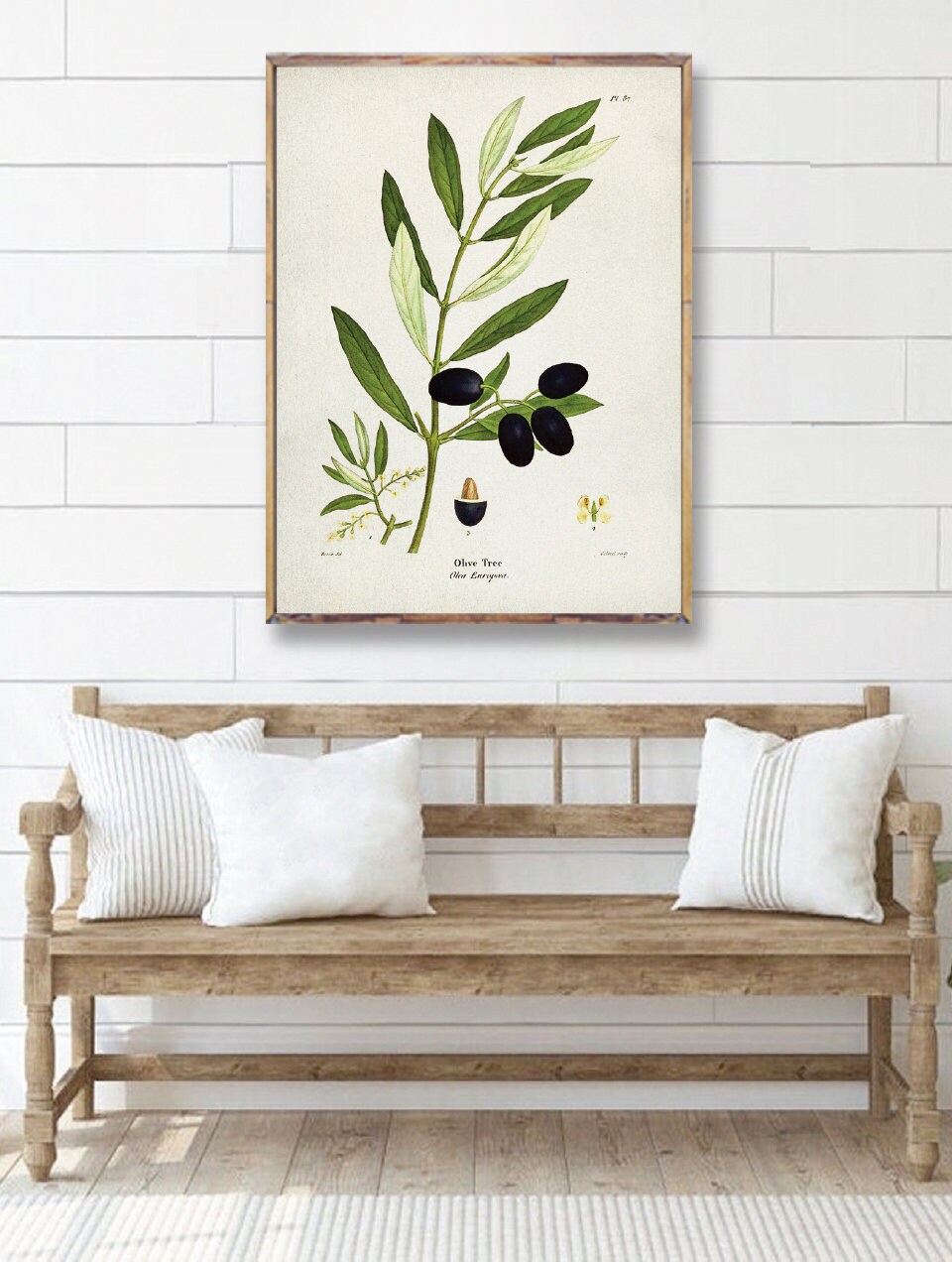 OLIVE TREE Print Botanical Vintage Olive Tree Poster Antique | Etsy