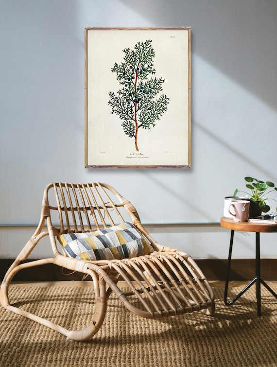 Red CEDAR Thuja Print Tree Art Poster Cedar Print Botanical | Etsy