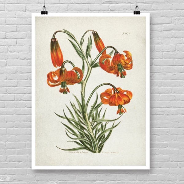 Botanical Poster - Etsy