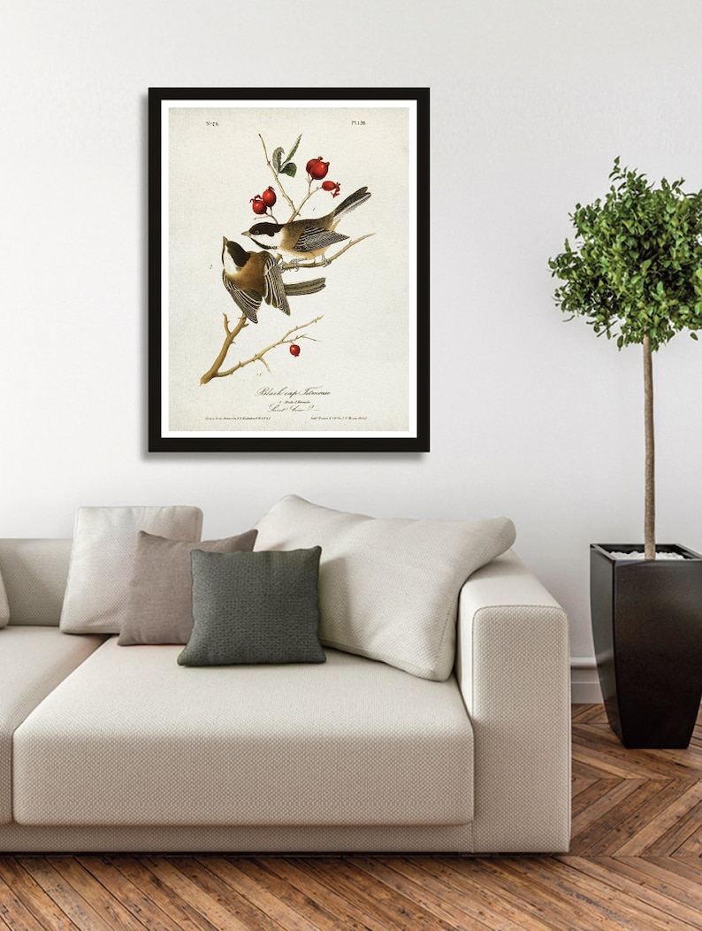 Black Cap Titmouse Bird Print, Vintage Chickadee Bird Poster, Vintage ...