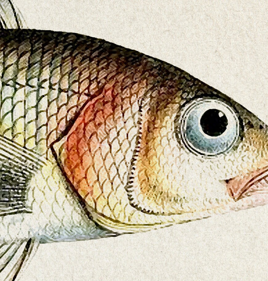 Set of 3 Poster Vintage Fish, Marine Life Artwork, Vintage Fish ...
