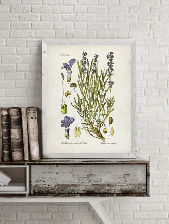 Lavender Botanical Print Vintage Botanical Violet Art | Etsy