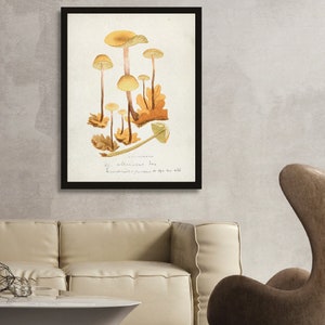 Fungi Illustration Poster, Vintage Mushroom Print, Antique Fungi Poster ...