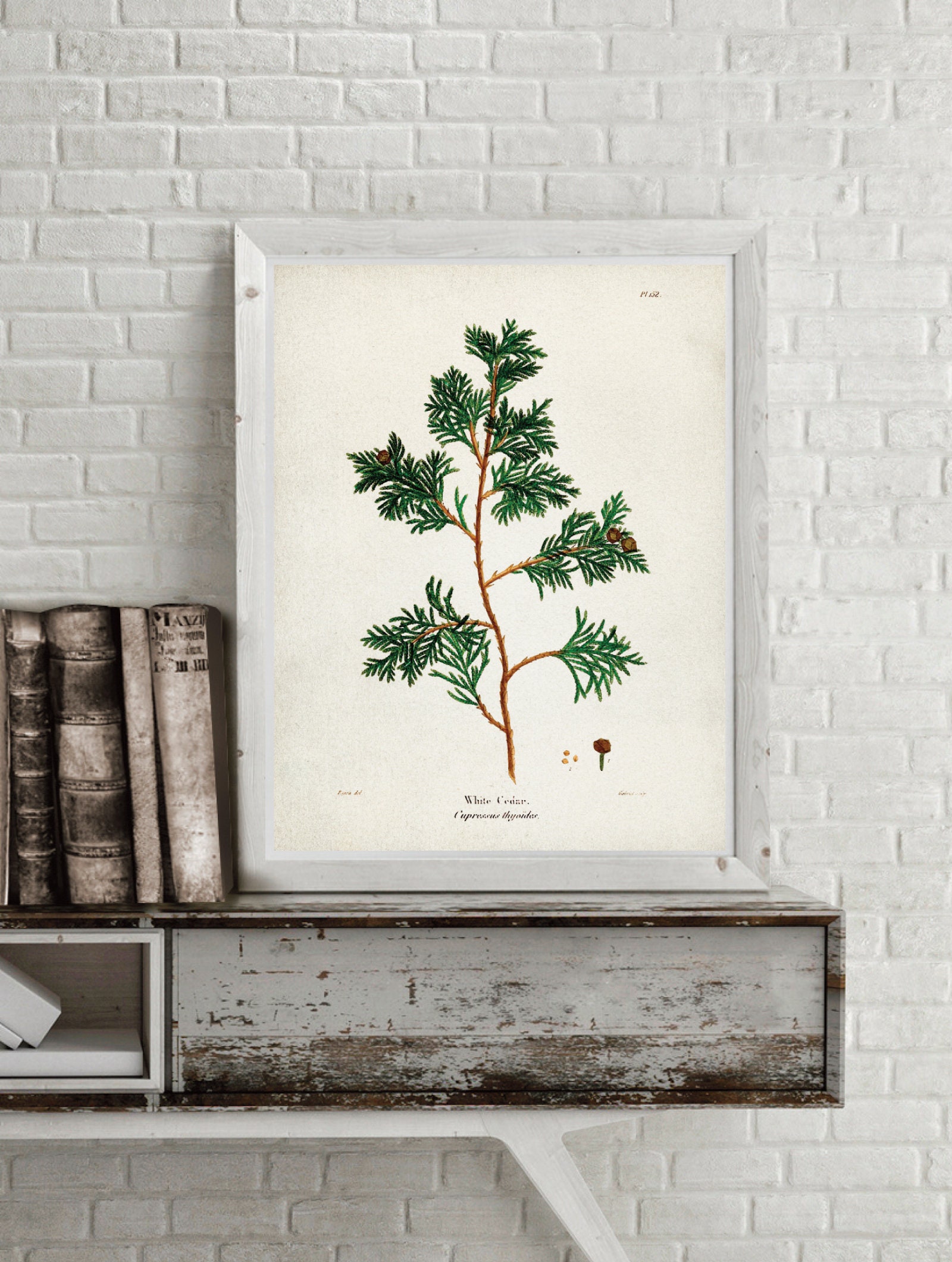 CEDARS Duo Thuja Prints Tree Art Posters White Cedar Red | Etsy