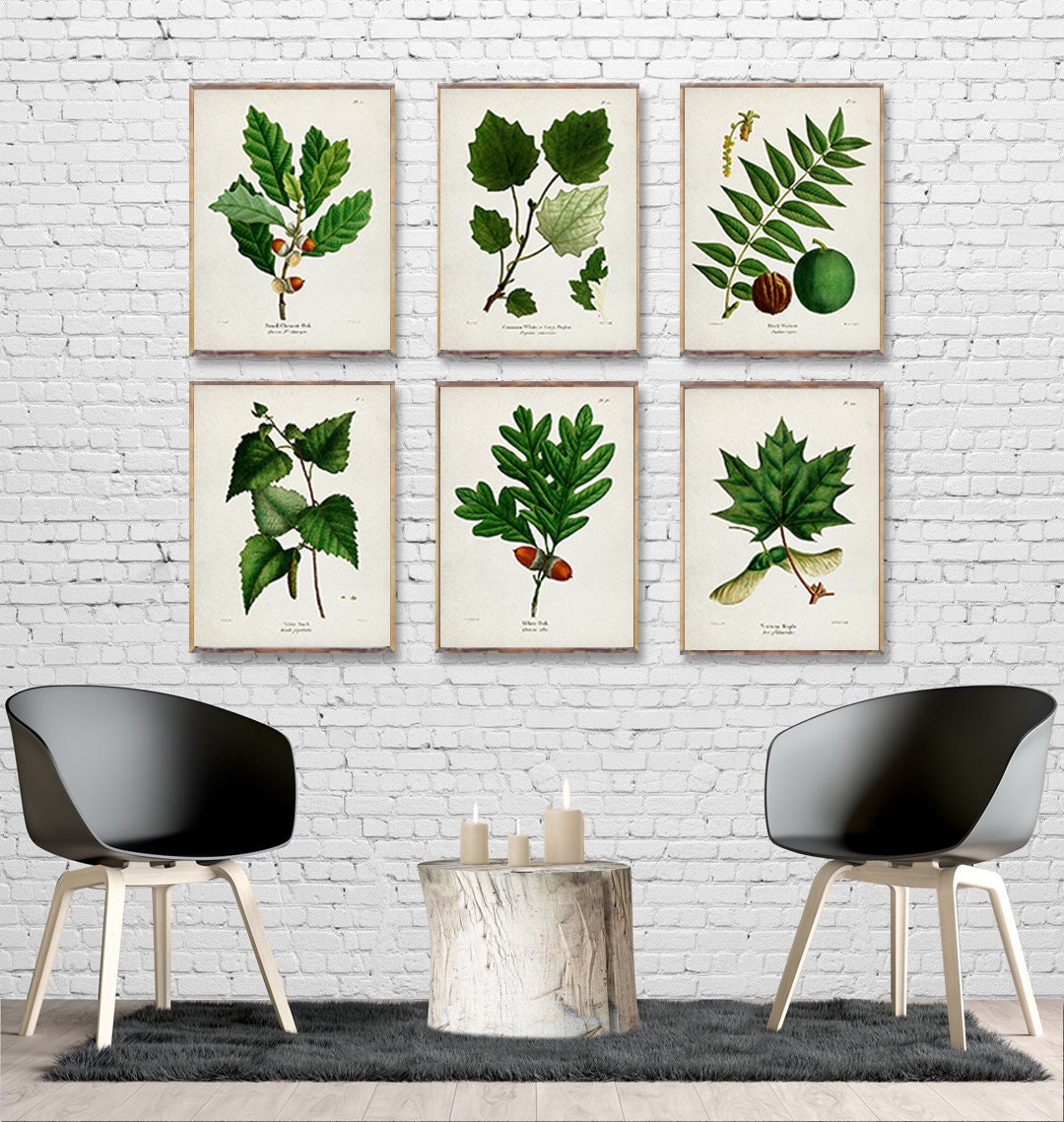 TREES 6 Poster Set, Vintage Tree Art Posters, Vintage Hardwood Trees ...