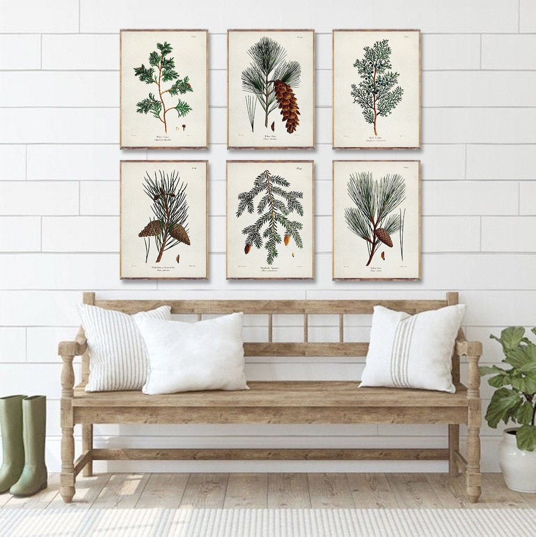 TREES 6 Poster Set, Vintage Tree Art Posters, Vintage Coniferous Trees ...