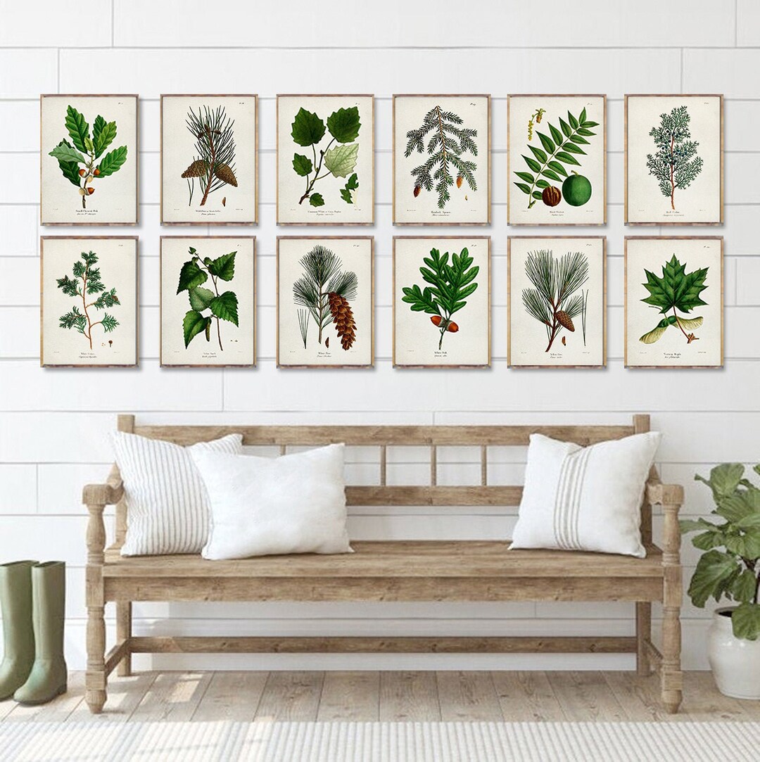 Vintage Botanical TREES 12 Poster Set, Vintage Hardwood Trees Prints ...