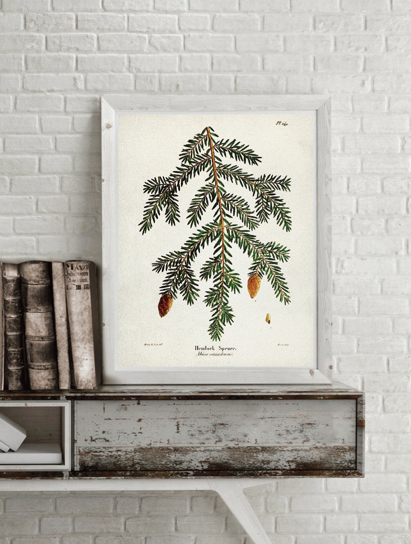 SPRUCE Print, Tree Art Poster, Hemlock Spruce Print, Botanical Spruce ...