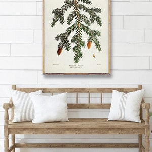 SPRUCE Print, Tree Art Poster, Hemlock Spruce Print, Botanical Spruce ...