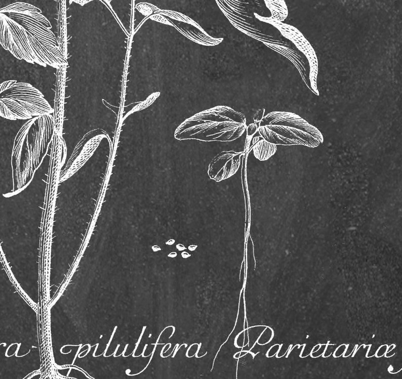 Vintage Botanical 3 Print Set, Minimalist Botanical Art Prints, Flower ...