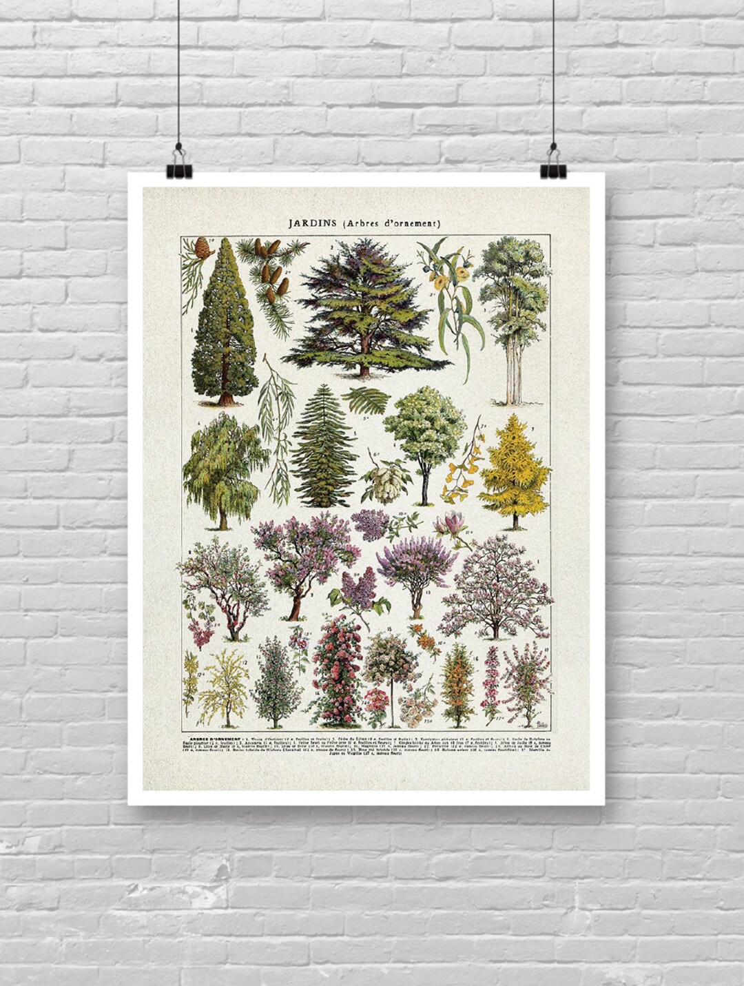 Vintage Tree Group Print, Encyclopedia Tree Poster, Tree Art Poster ...