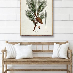 TREES 6 Poster Set, Vintage Tree Art Posters, Vintage Coniferous Trees ...