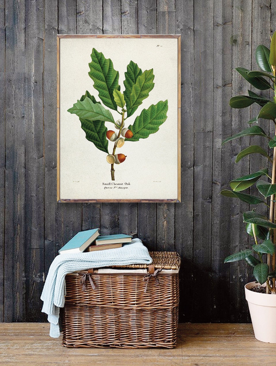 OAK TREES Duo Prints Tree Art Posters Vintage Chestnut Oak - Etsy