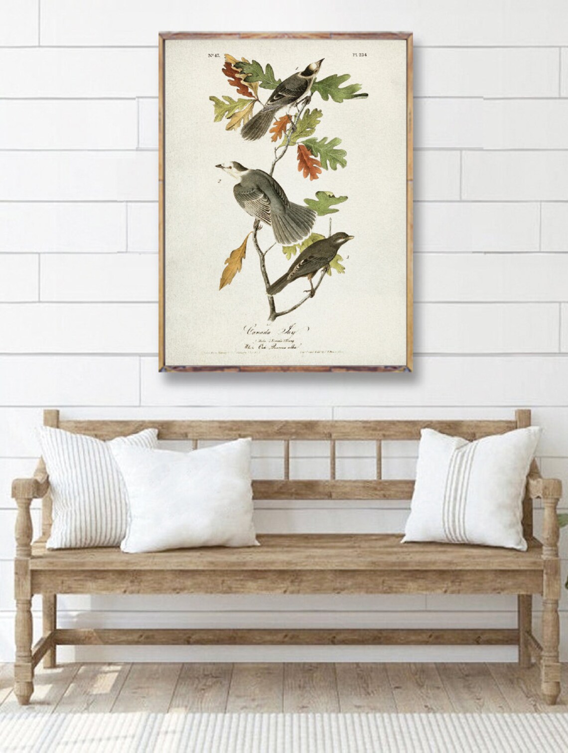 Vintage BIRDS 5 Poster Set Bird Illustration Prints Vintage - Etsy Canada