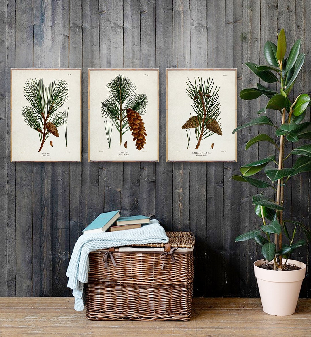 PINES Trio Prints, Vintage Tree Art Posters, Vintage Botanical Trees ...