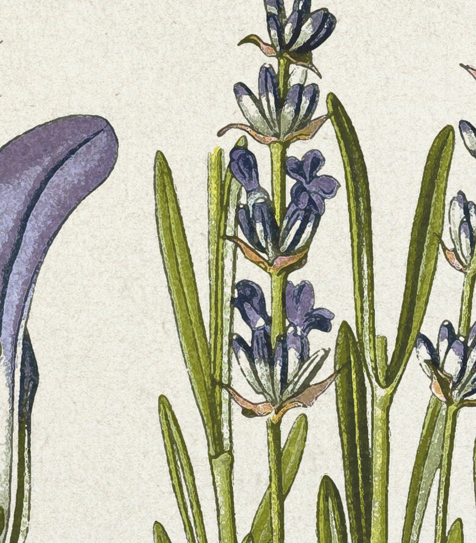 Lavender Botanical Print Vintage Botanical Violet Art - Etsy