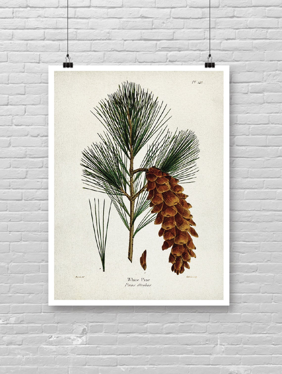 WHITE PINE print Tree art poster White Pine print Botanical | Etsy